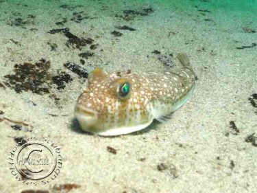 Toadfish, Howies Scuba